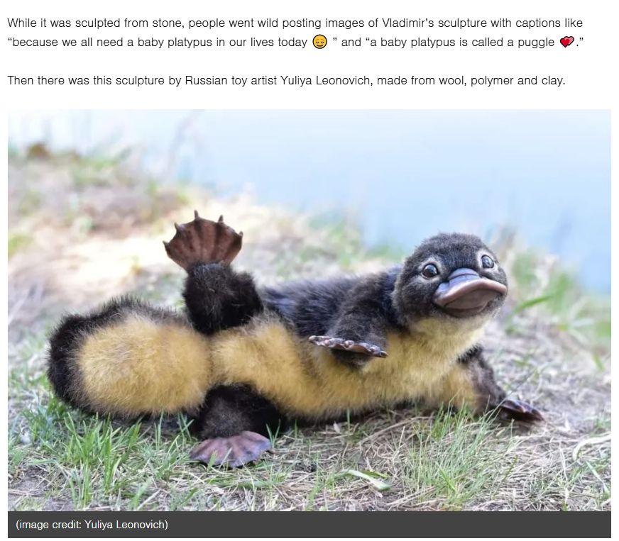 A Puggle: In case you've never seen a puggle, take a look at the cutie ...