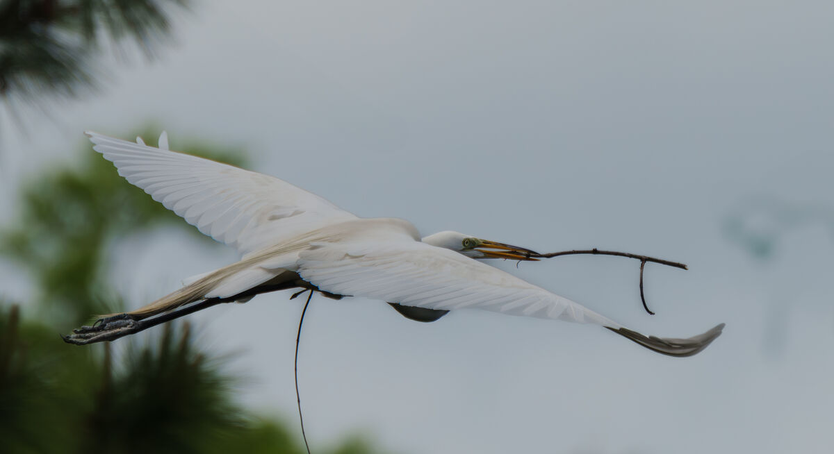 Cyprus wetlands - 8: The set is typical of the harvesting of branches ...