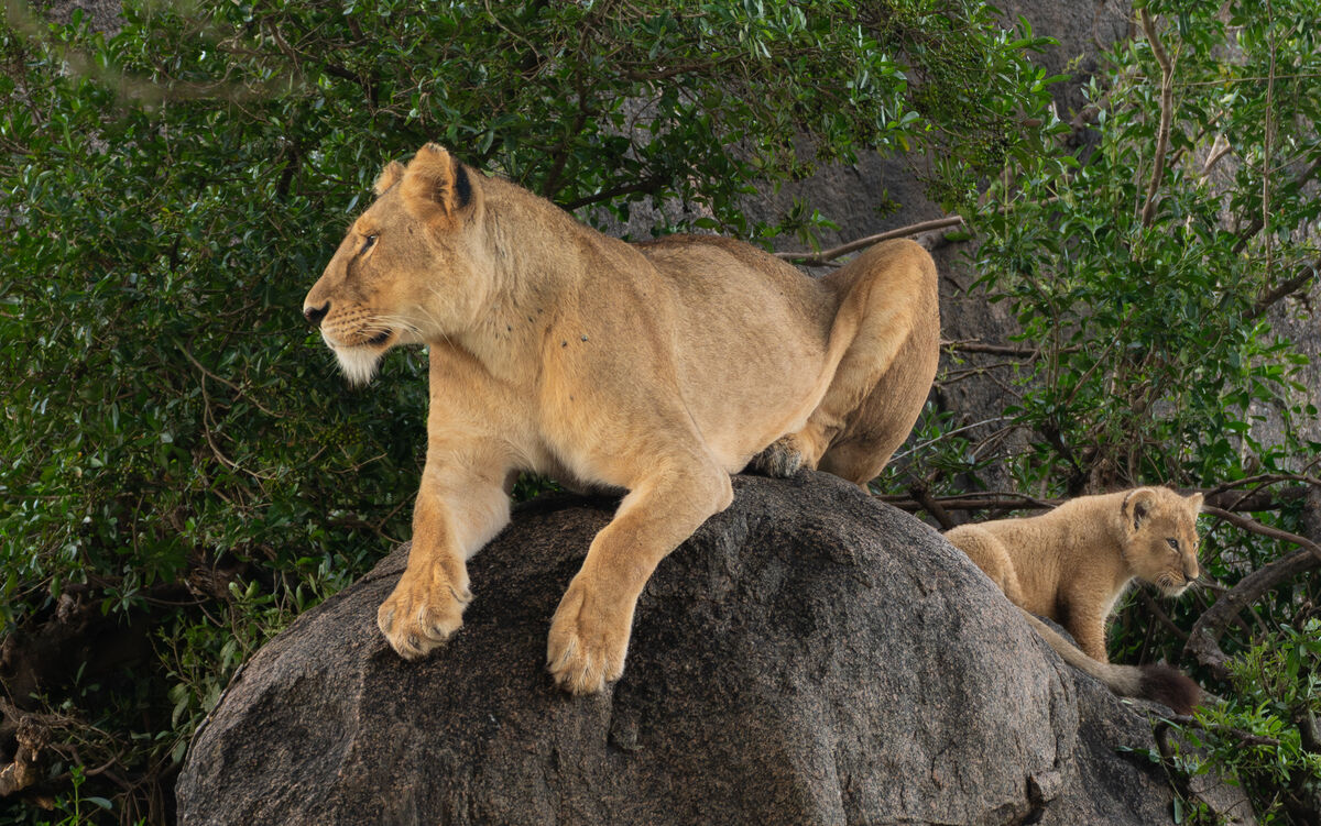 Serengeti animals - 9: Once in the kopje*, the lioness and her cubs ...