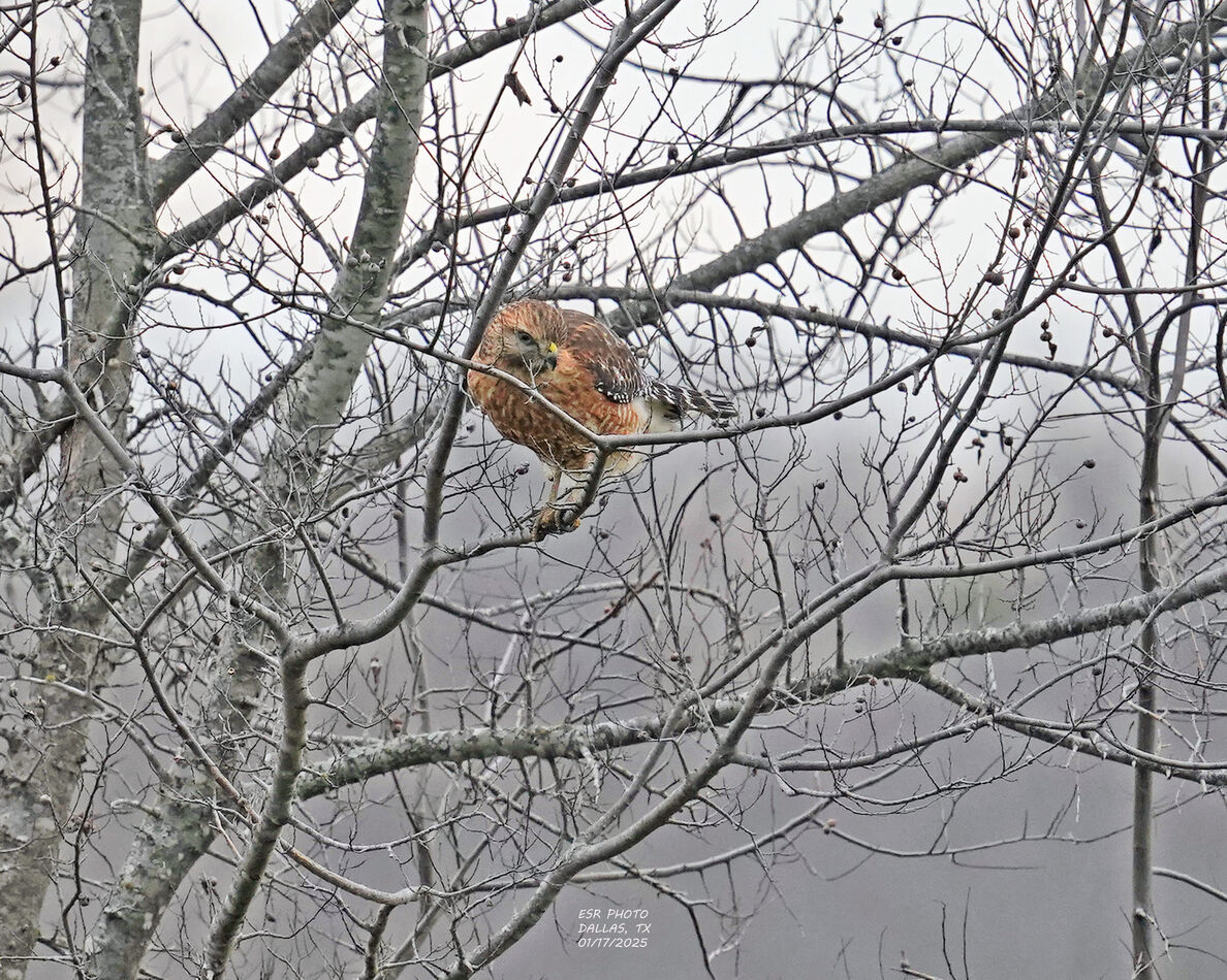 Red Shoulder Hawk Hunting techniques: These Red Shouldered Hawks ...