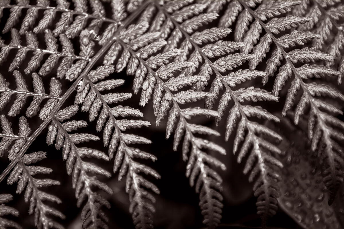 Fern: B&W edition...
