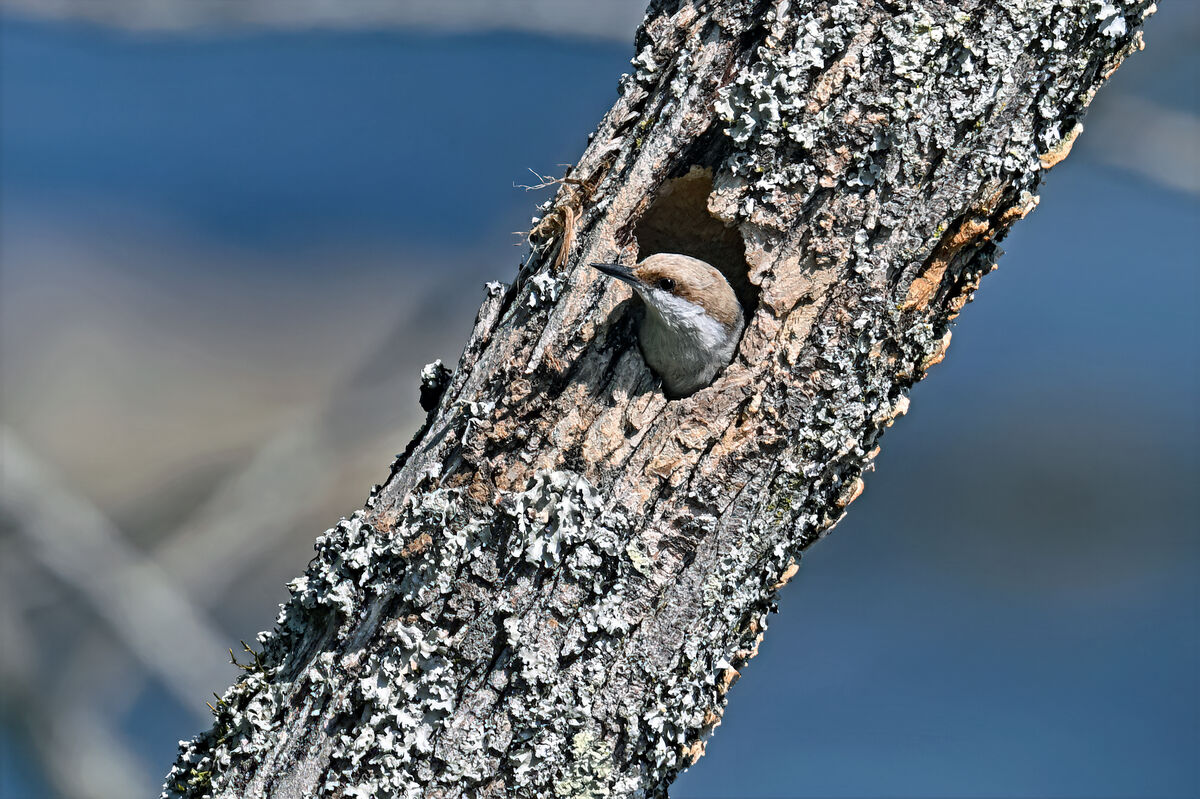 Brown-headed Nuthatches nest in holes in standing dead trees: Chatham ...
