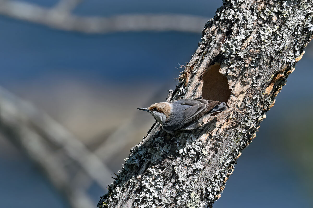 Brown-headed Nuthatches nest in holes in standing dead trees: Chatham ...