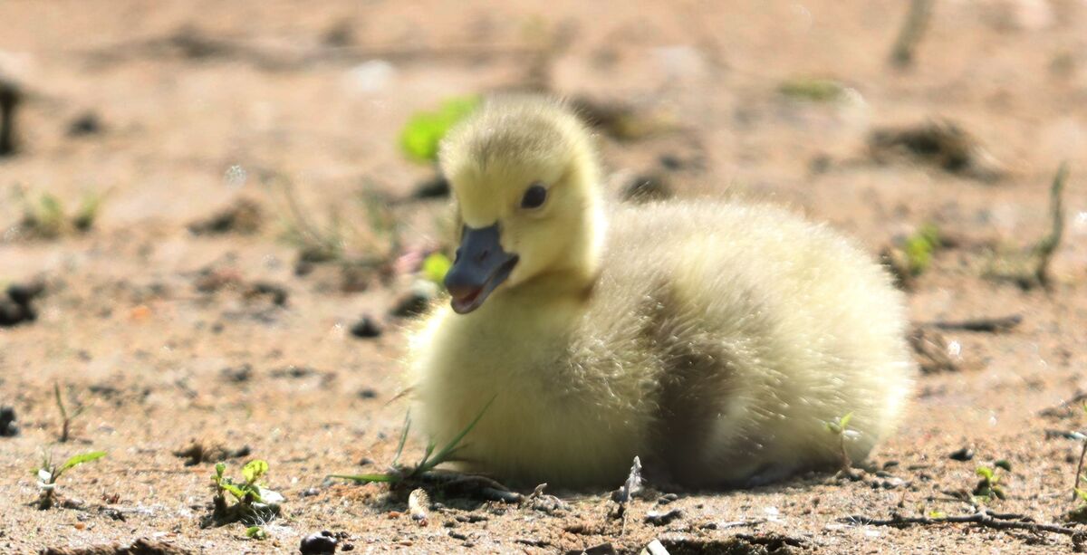 The first Gooselings! I have to admit I was thrilled when I spotted a ...