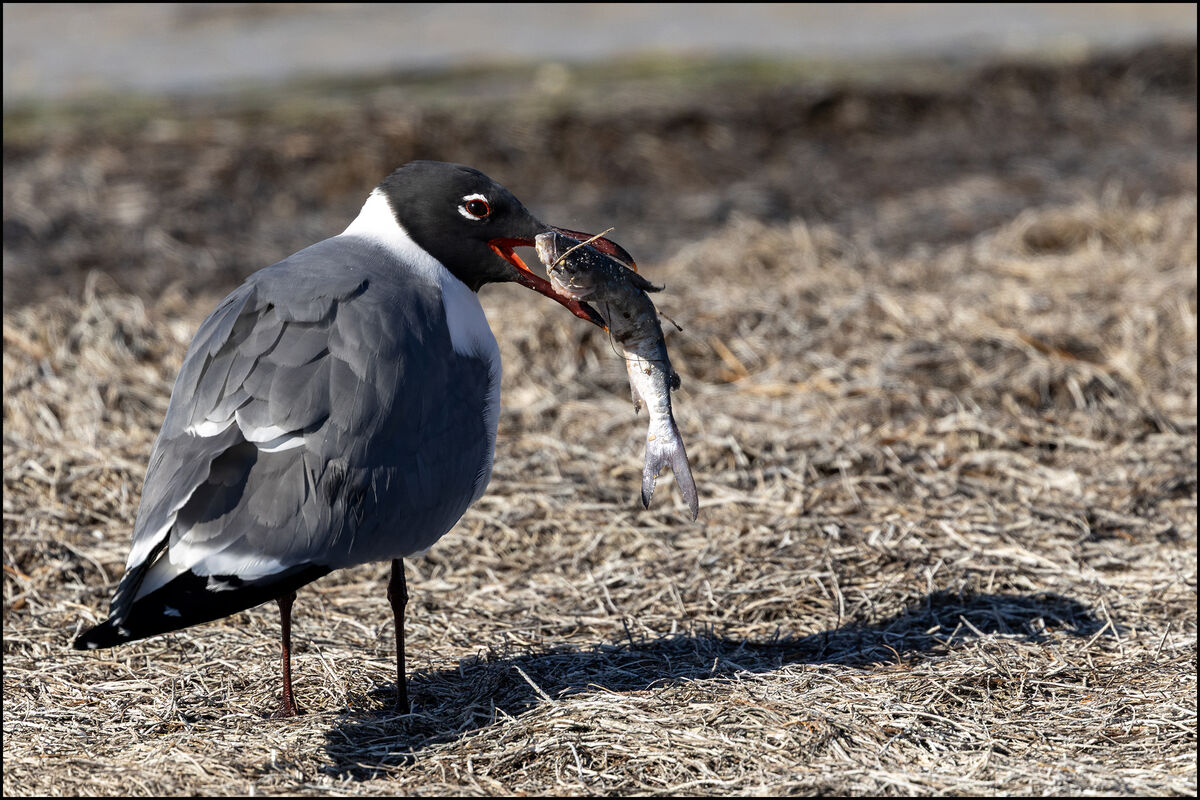 Seagulls (with breakfast): These birds are scavenging fish rejected by ...