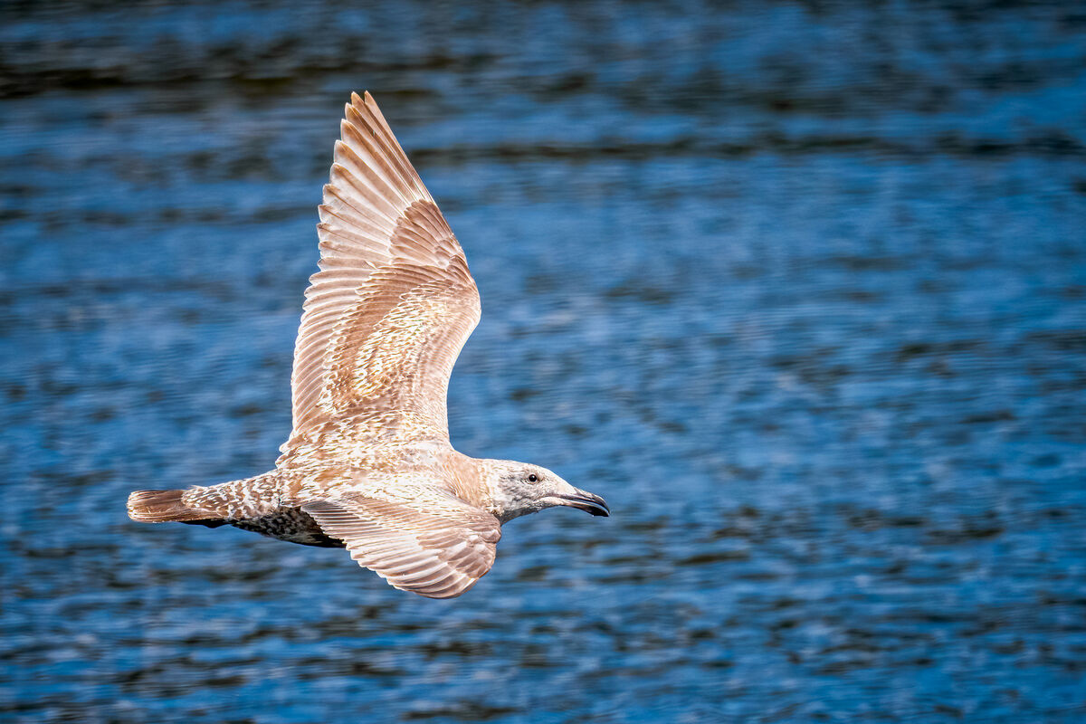 Young Gull Evergreen Point Park 4-3-2025: With my trusty Z9, 600pF ...