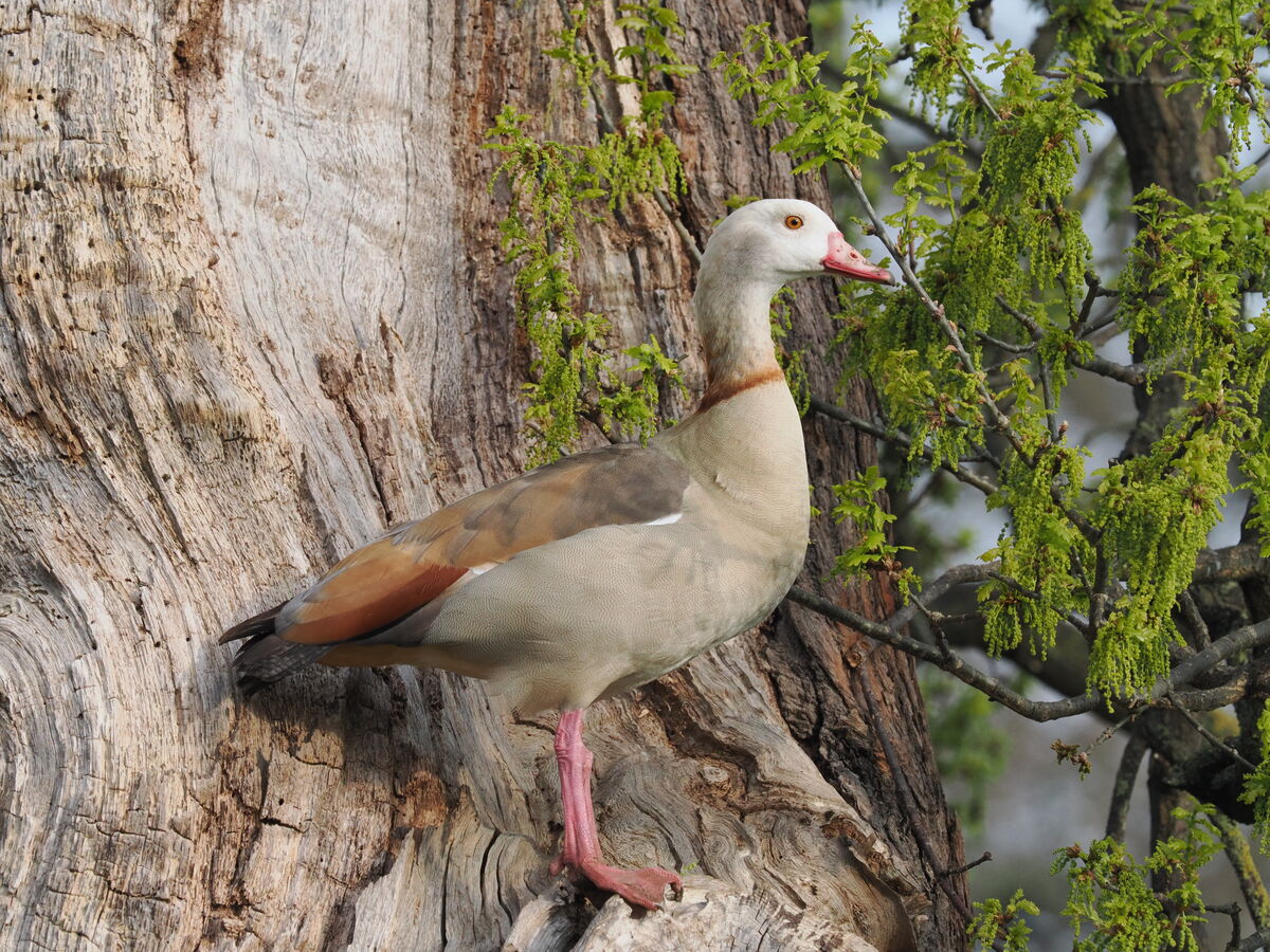 An assortment : A bit of variety from and around our local Pond! The ...