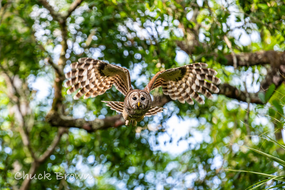 Barred owl in flight: I captured this shot of a barred owl taking ...
