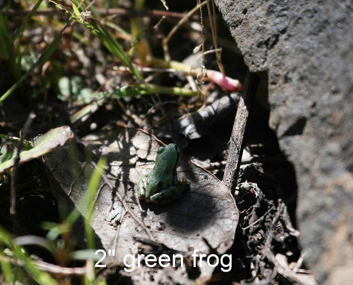 all green day: Took these in various places: Green Anole, Green Iguana ...