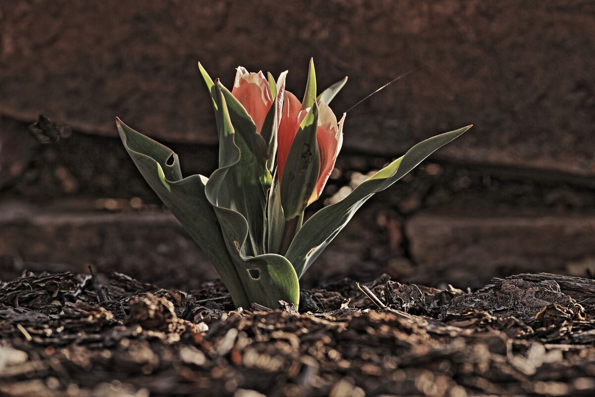 First Tulip of Spring 25 NM: First Tulip of Spring 25 NM...