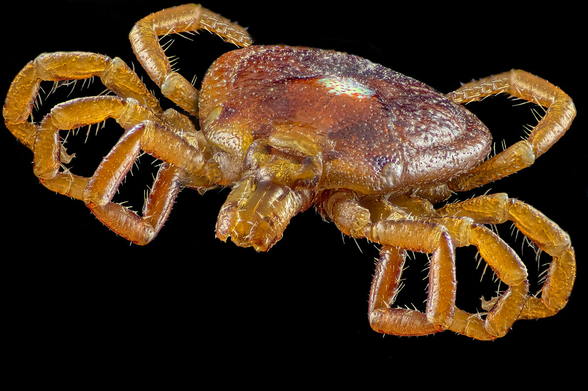 Macro Focused Stack Image - Lone Star: A Lone Star tick, that is ...