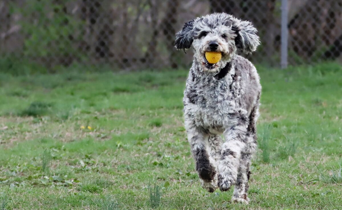 More shots of Merle the Labradoodle: Here are a few more of Merle ...