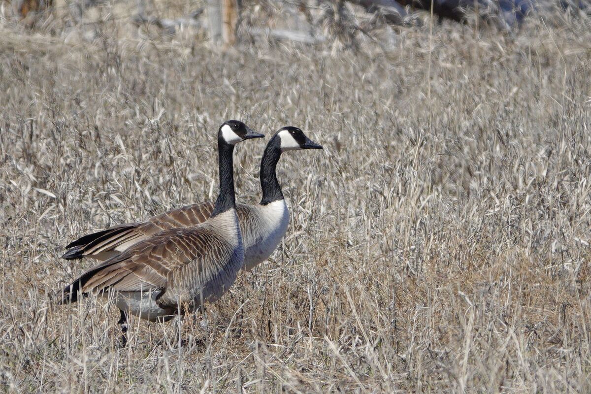 A Canada Geese Couple and a Flock of Deer: Yesterday was a pretty nice ...