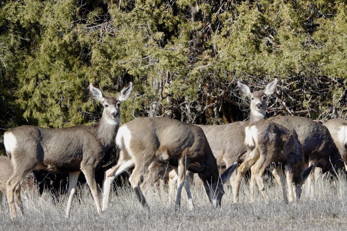A Canada Geese Couple and a Flock of Deer: Yesterday was a pretty nice ...