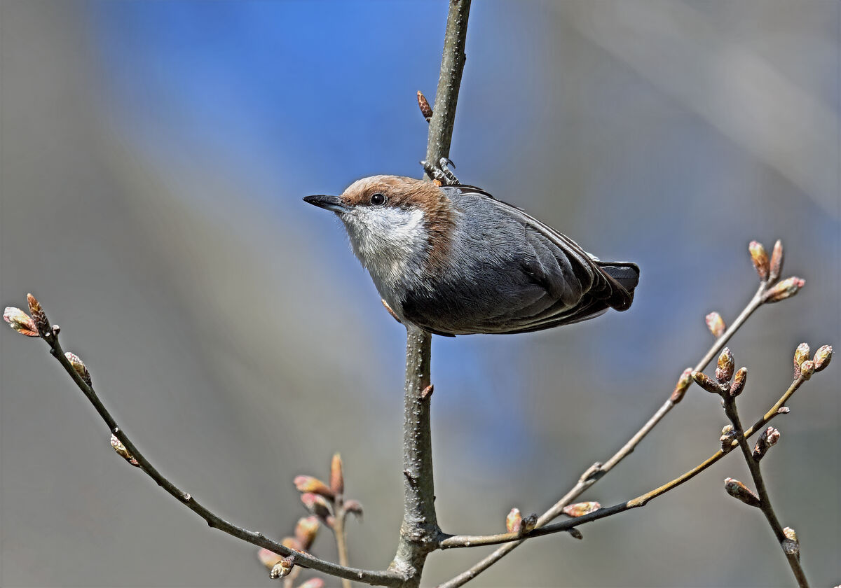 Brown-headed nuthatch - another set: Late March, backyard, Cary, NC ...