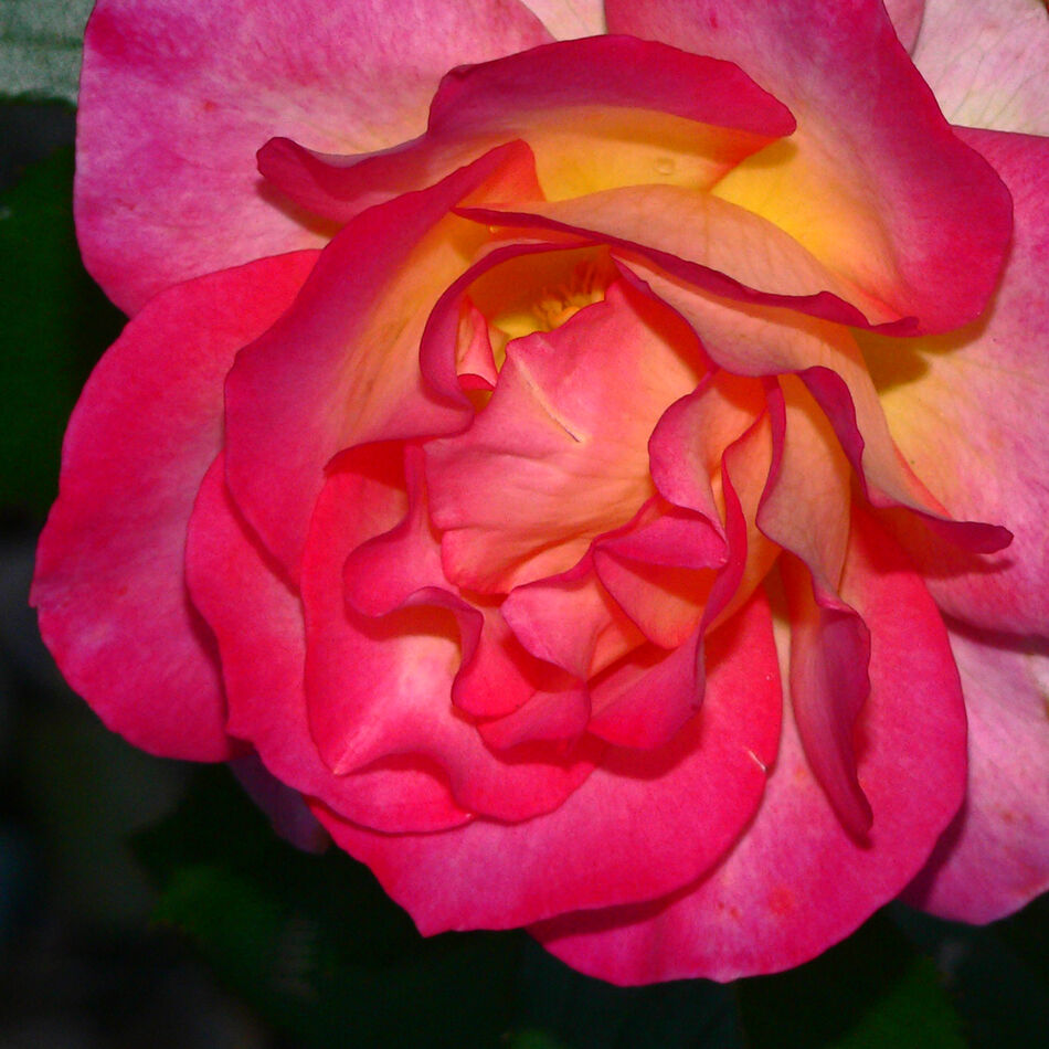 Rosey Roses: WHO doesn't love roses - or even one rose :sm07: :sm02: :sm07:...