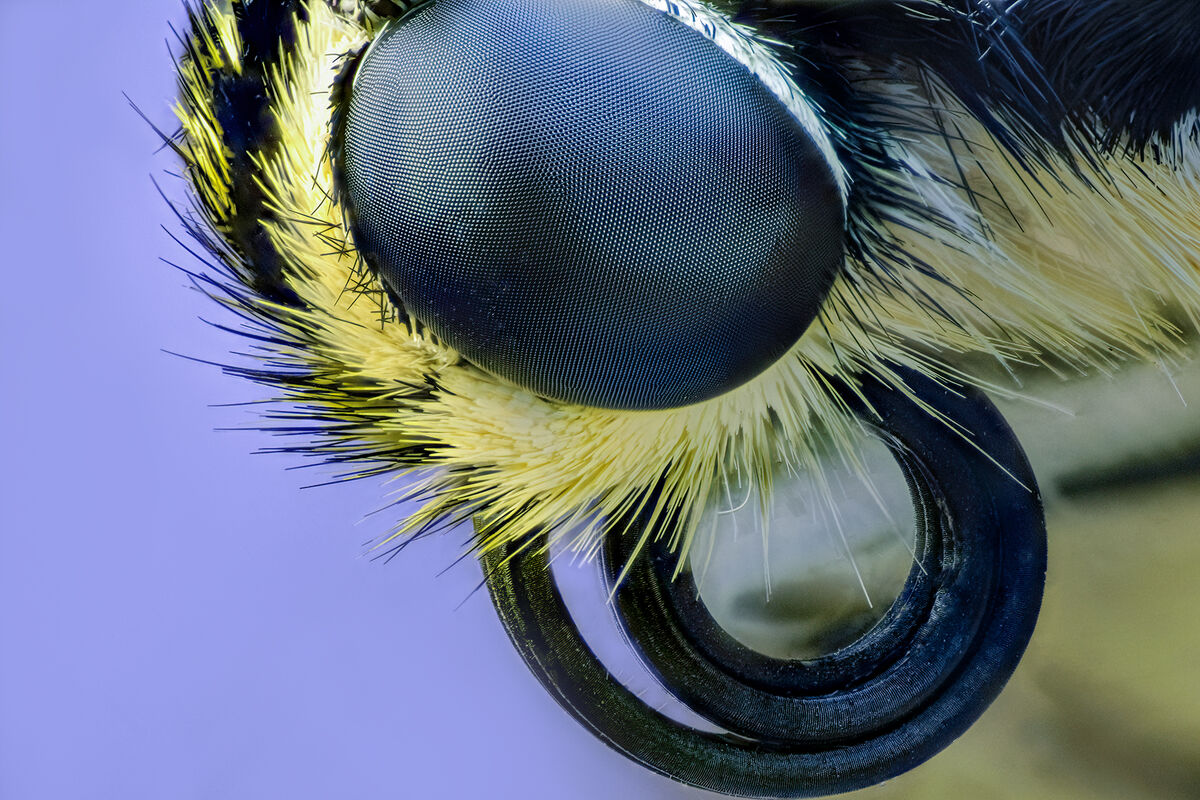 Butterfly Proboscis: This is a 5X magnification focused stack image of ...