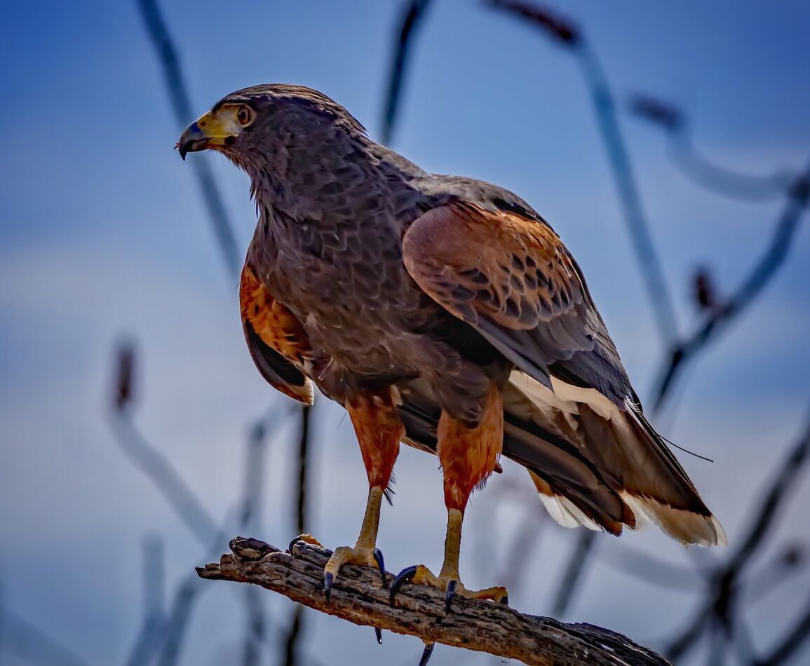 Tucson Birding: These were taken during my recent trip to Tucson ...