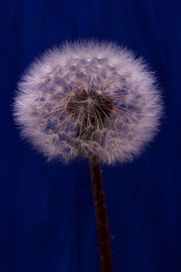 The Old Lady waiting for a breeze: My annual Dandy Lion going to seed ...