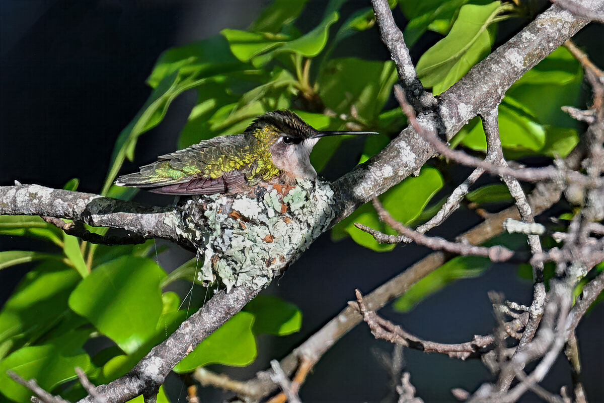 Lady hummer, first of pre-summer. At rest, in her nest: Pittsboro, NC ...