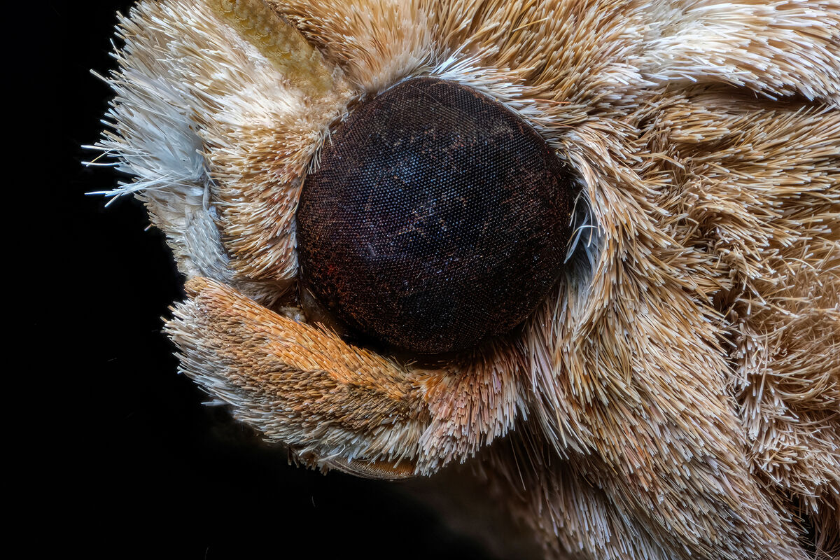 Moth Profile: This is a focused stacked 5X magnification view of the ...
