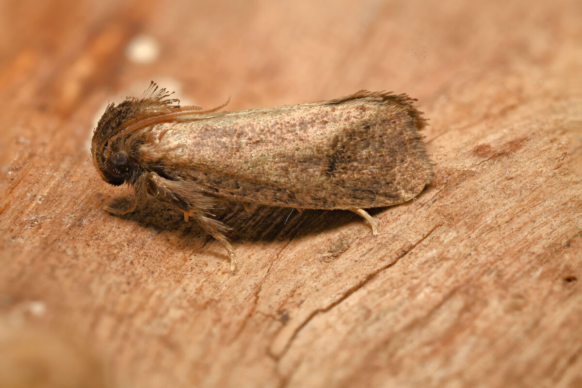 moth: 2x1 11 pic stack...