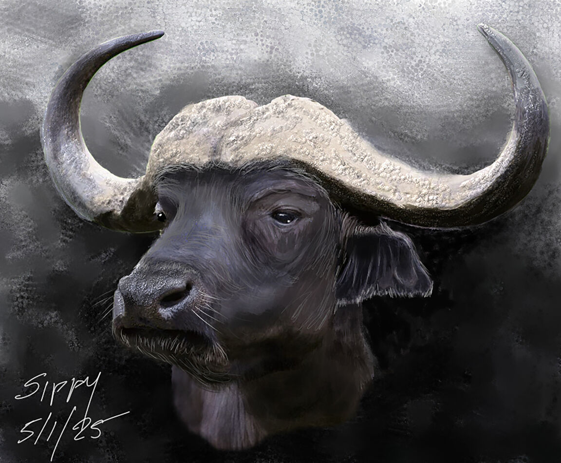 Imaginary Safari - Cape Buffalo: My imaginary safari continues when I ...