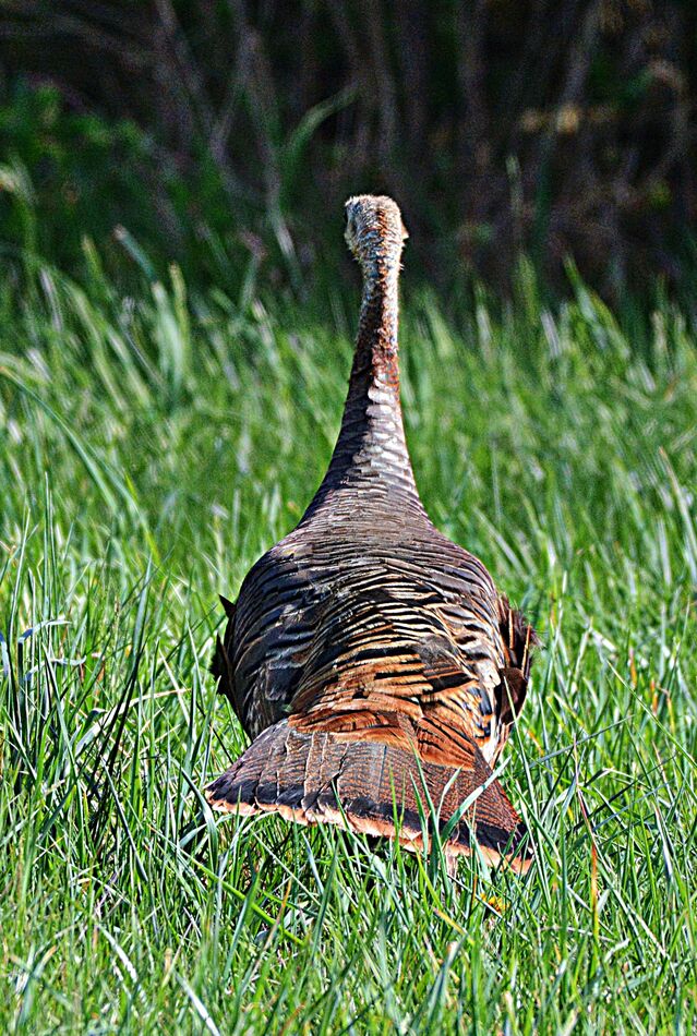Turkey Hightailing it: Was driving in the wildlife area, and I noticed ...