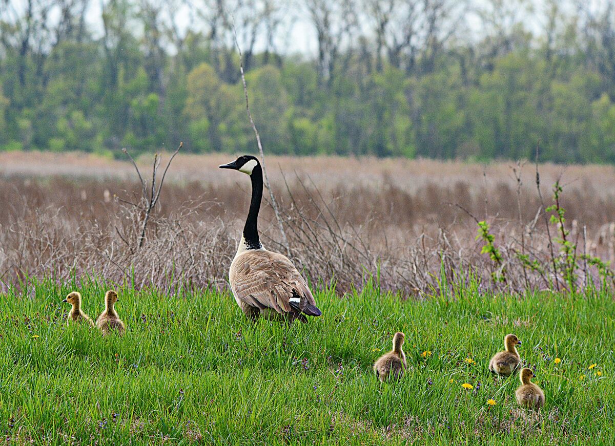 Geese and Goslings: A beautiful, heartwarming Spring sight :sm24: :sm24 ...