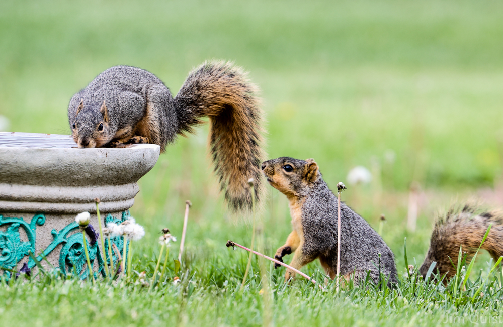 Thirsty Squirrels: Canon 1dx3, Canon 300 2.8, Canon 2x Thirsty Squirrels...