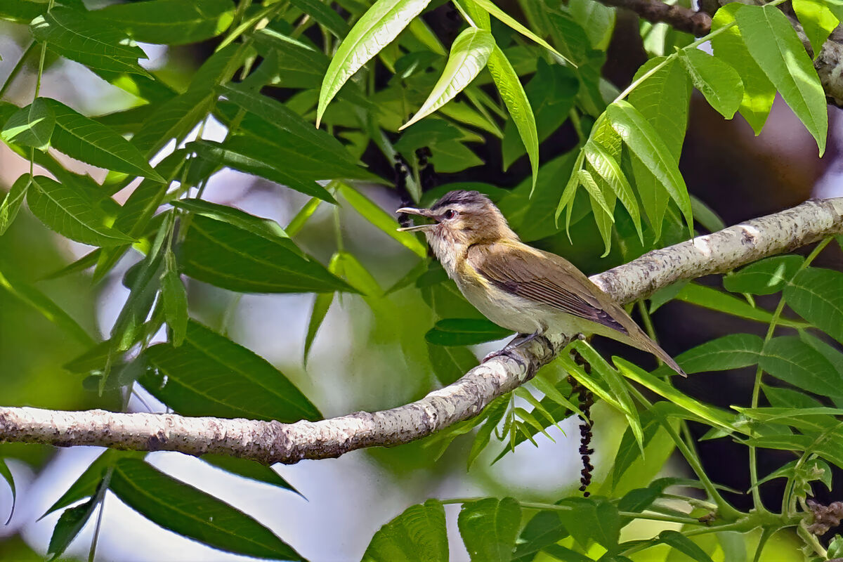 Red-eyed vireo: Bynum bridge, early May, 2025. Comments and critiques ...