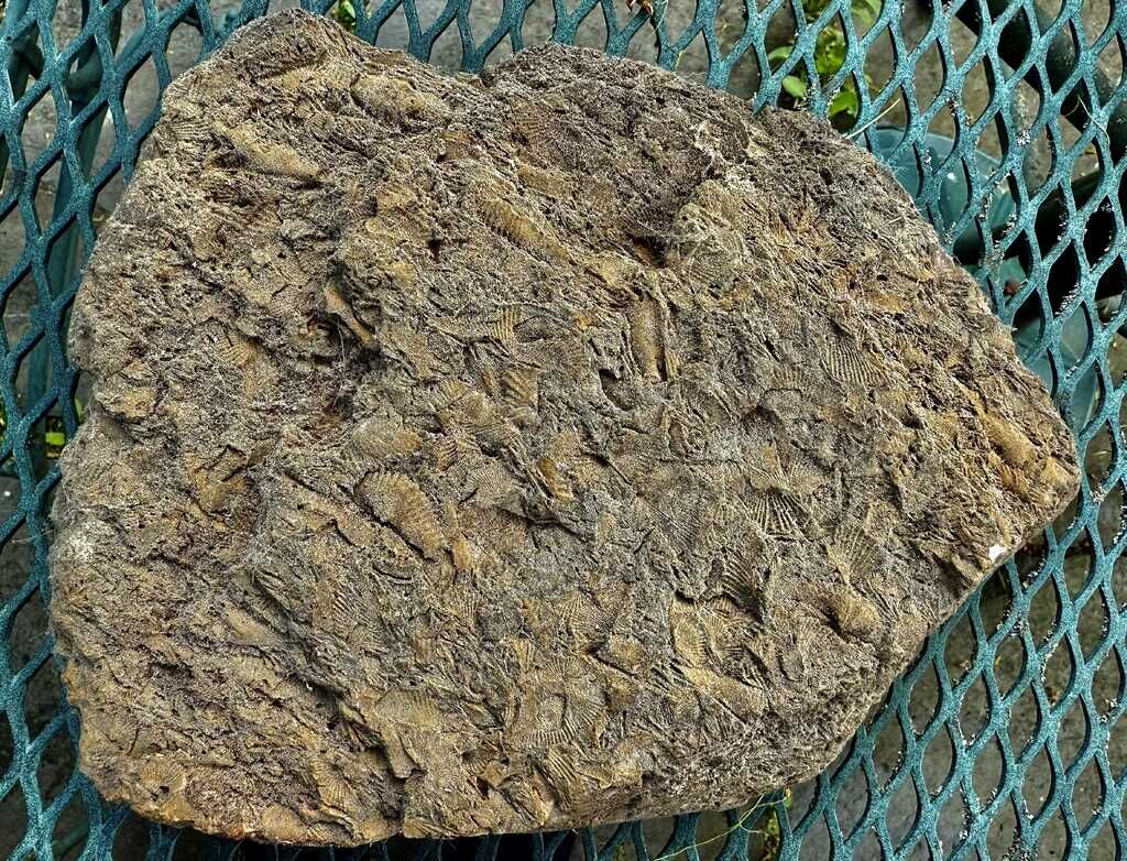 Fossils Found while Fencing: A local guy was working on the stone wall ...