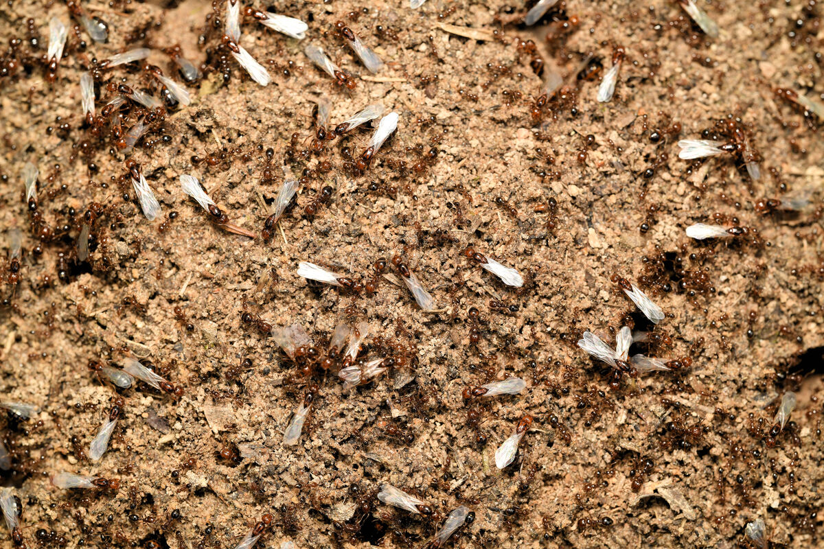 fire ant swarm: couple dragons and a bug :sm02:...