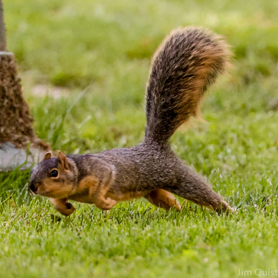 Running Squirrel: Running Squirrel Canon 1dx3, Canon 300 2.8, Canon 2x ...