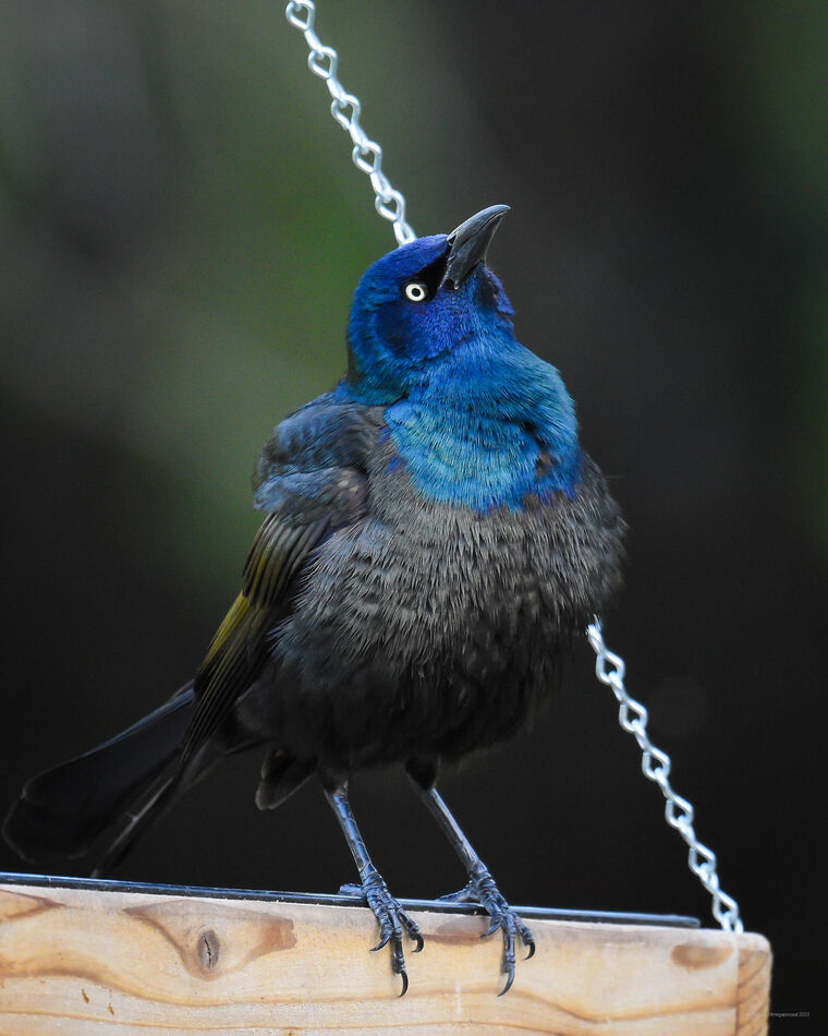 Common Grackle showing off to the girls 😍: Between fluffing up and his ...