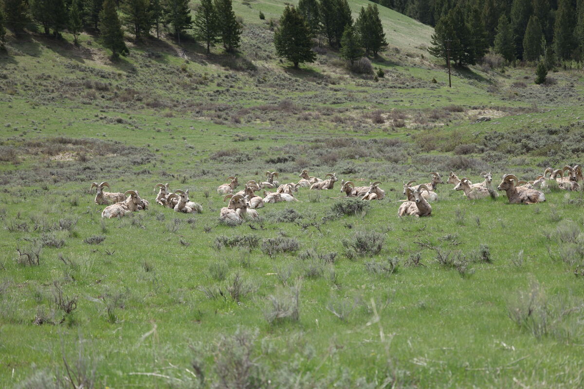 Rams, Rams, and more Rams: In the National Elk Refuge today, Bighorn ...