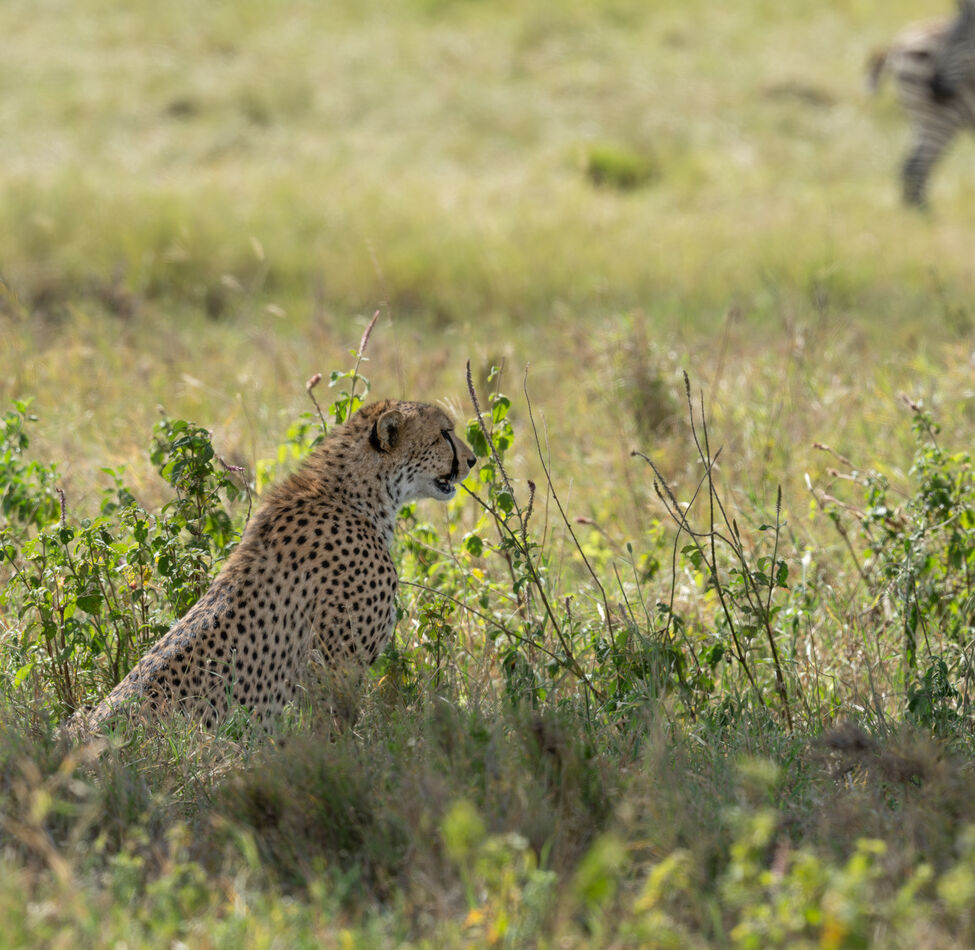 Serengeti animals - 26: Yes, there are other animals in the Serengeti ...