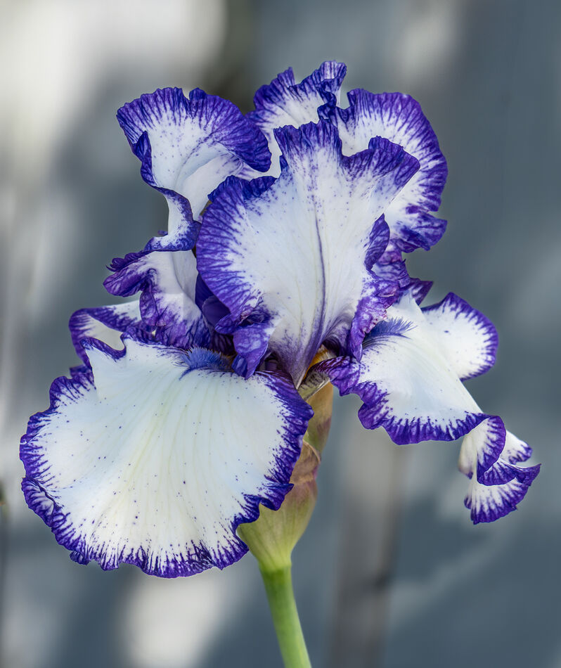 Iris time: This walk showed that the neighborhood's flower effort was clearly directed toward ...
