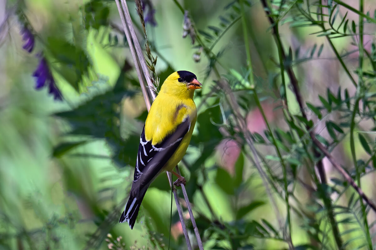 (Mr. and Ms.) American goldfinch: Bynum bridge, May 7th, 2025. They ...