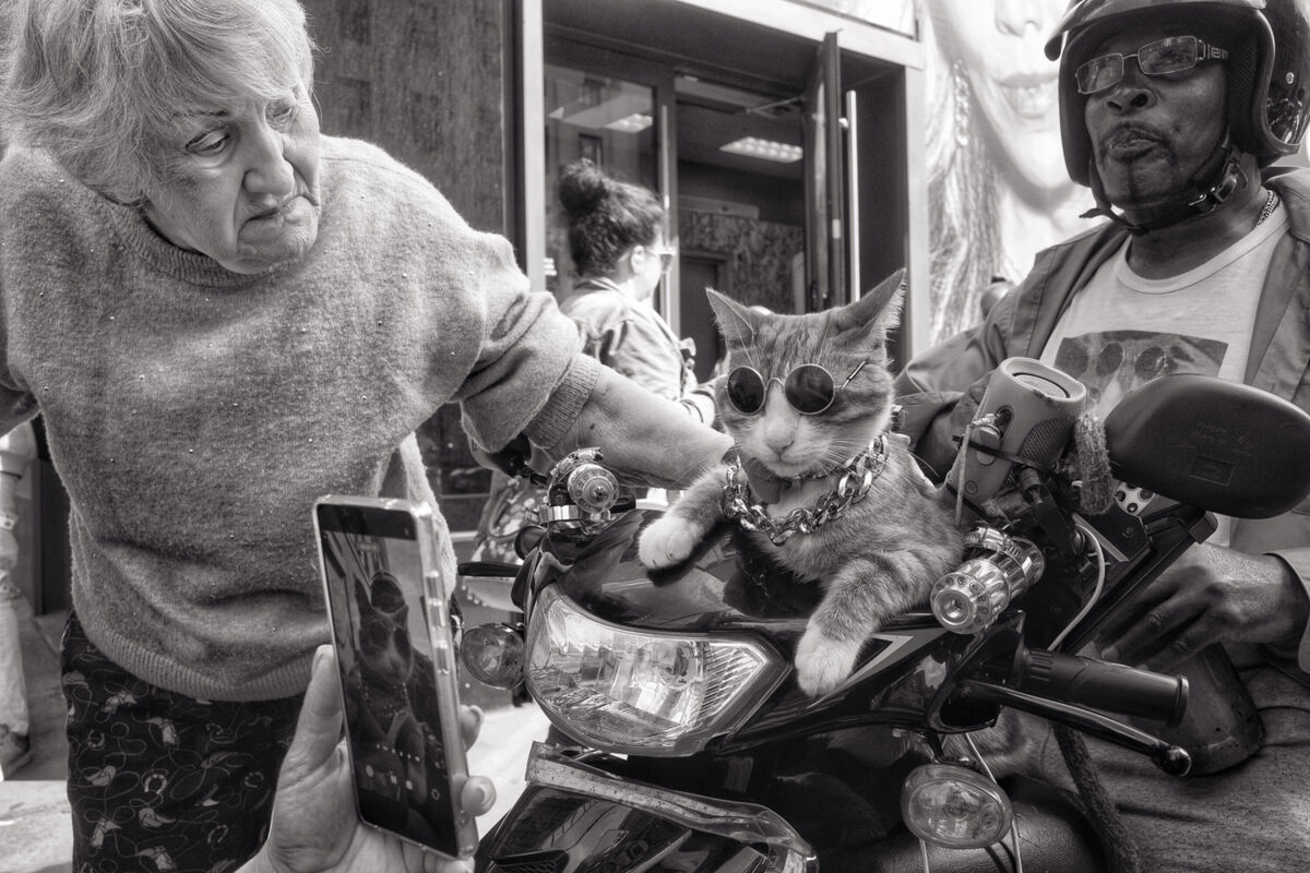 Motorcycle Cat: Man takes his cat out for rides on his motorcycle in ...