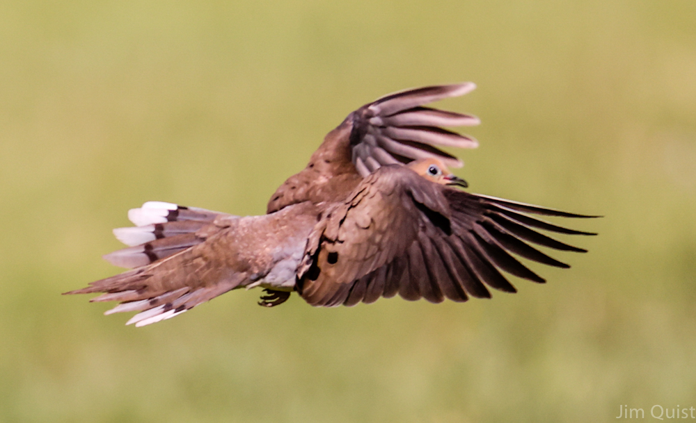 Dove in Flight: Canon 1dx3, Canon 300 2.8, Canon 2x...