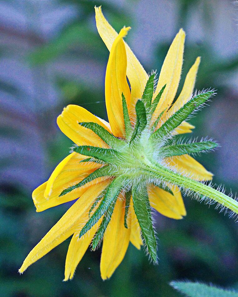 Glorious Yellow: I find they really energize me while shooting - and ...