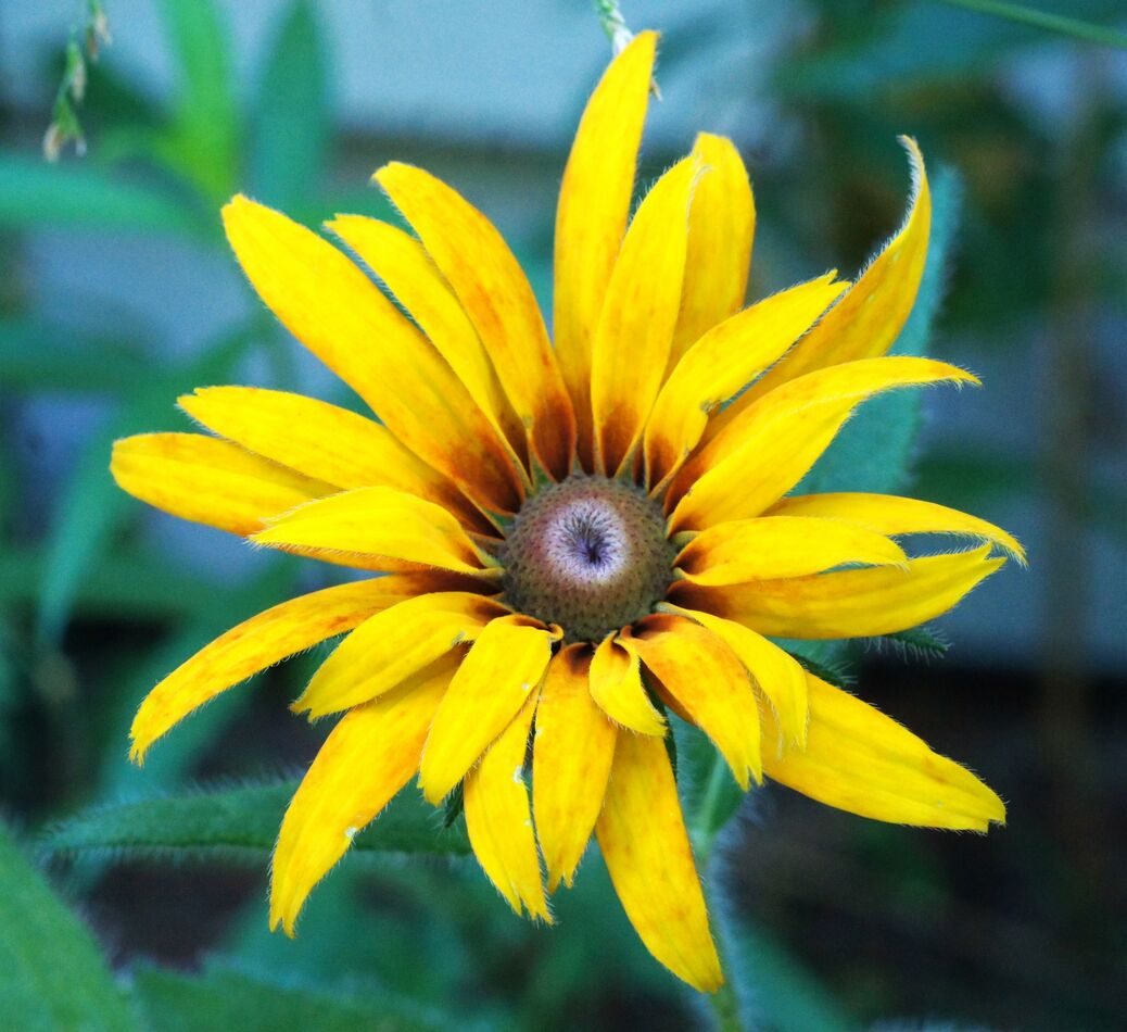 Glorious Yellow: I find they really energize me while shooting - and ...