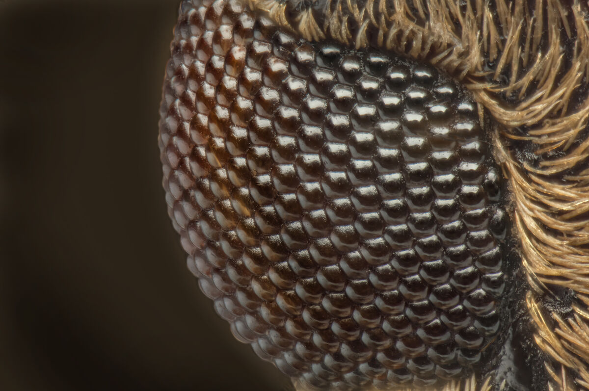 Compound Eye and Claw: These are a focused stack of images of the ...