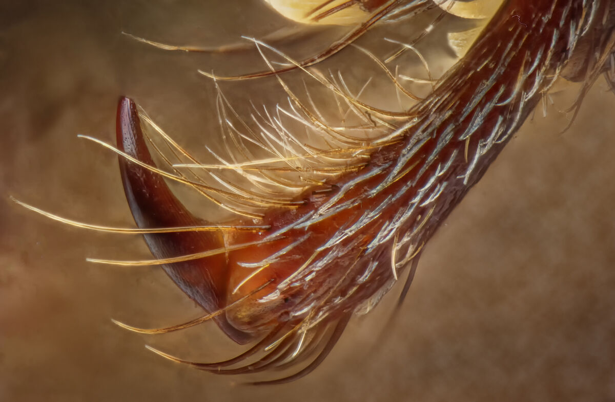 Compound Eye and Claw: These are a focused stack of images of the ...