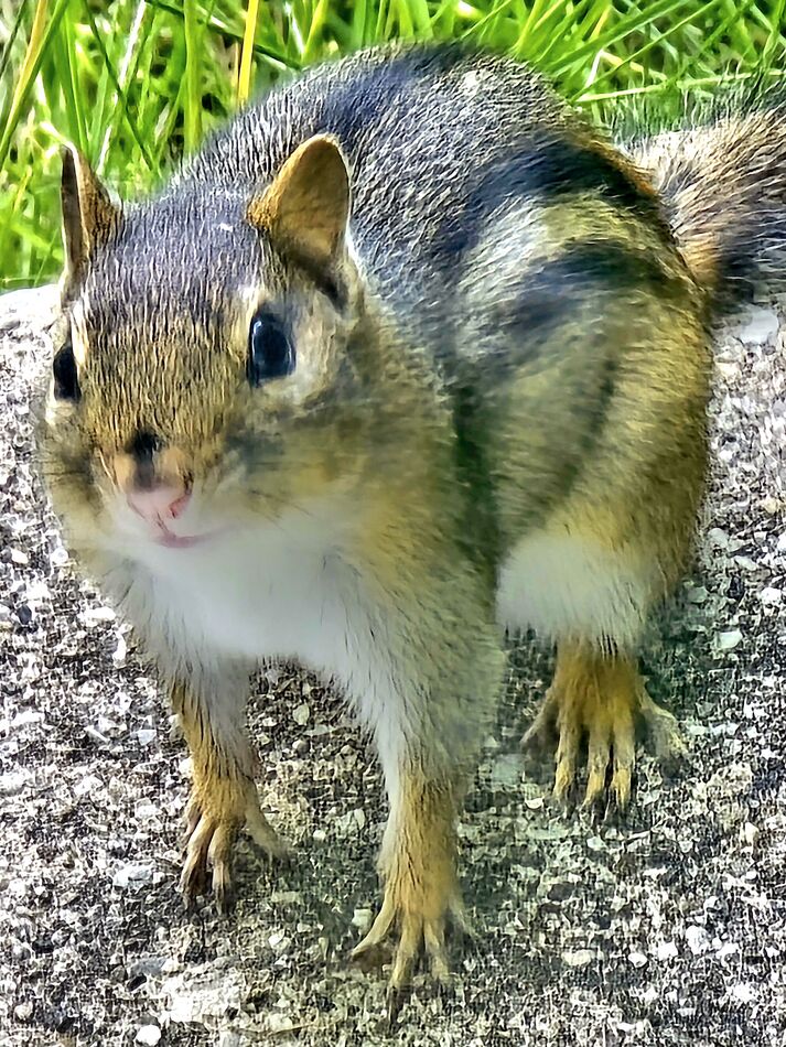 Chip Monk: :sm02:...