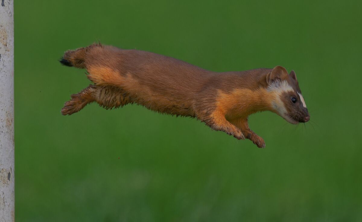 WIF: weasels in flight: Got to photograph the long-tailed weasels again ...