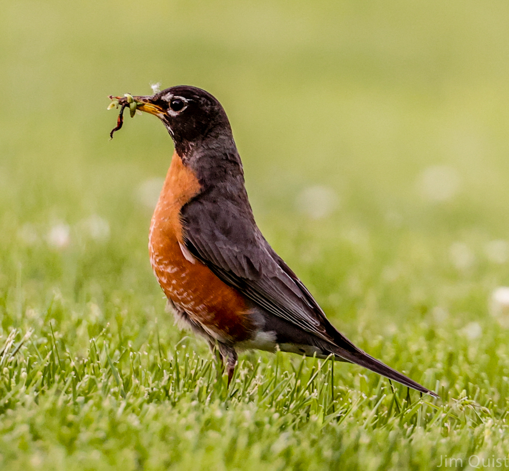 Robin with a Worm: Robin with a Worm Canon 1dx3, Canon 300 2.8, Canon 2x...