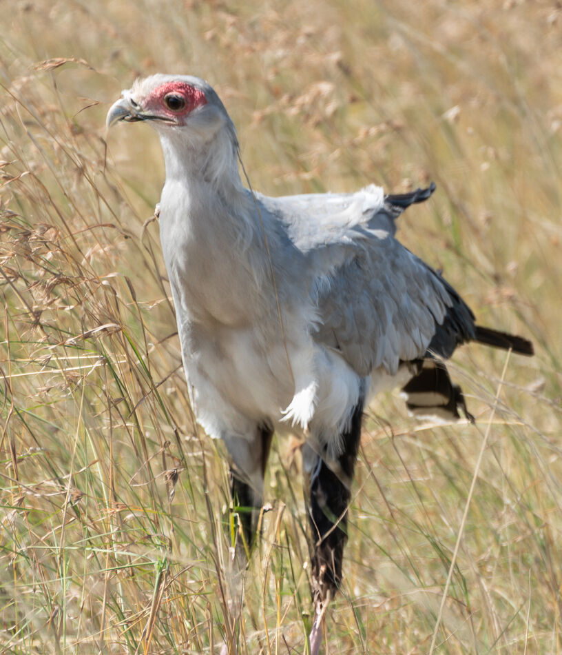 Serengeti birds - 2: As we continued from the bush airport to our first ...