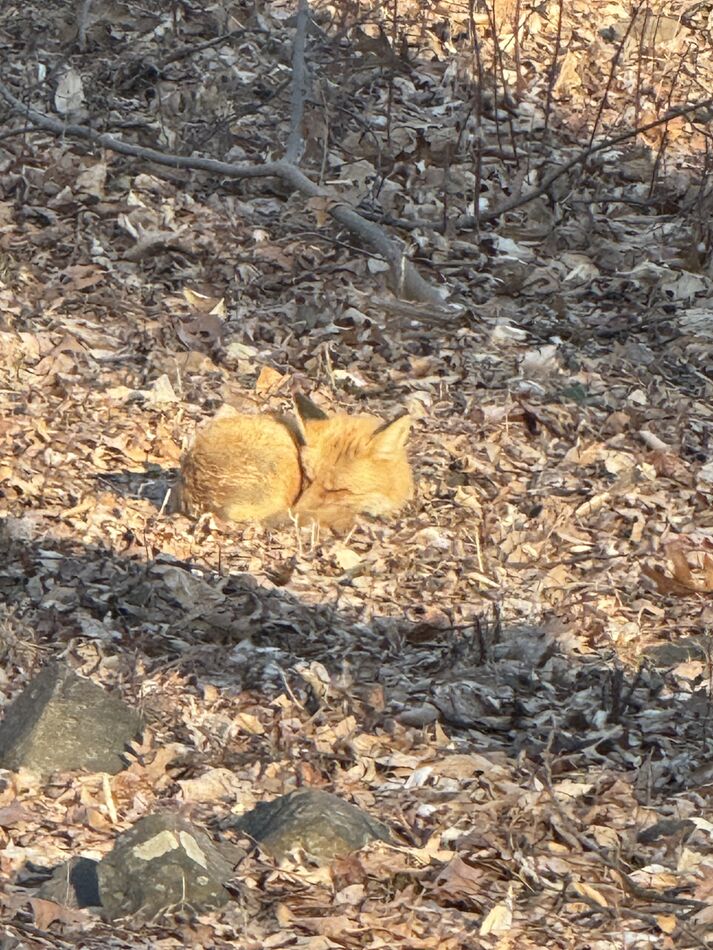 Pre-prandial nap: Dinner’s not ready yet, I’ll just have a nap. Iphone ...